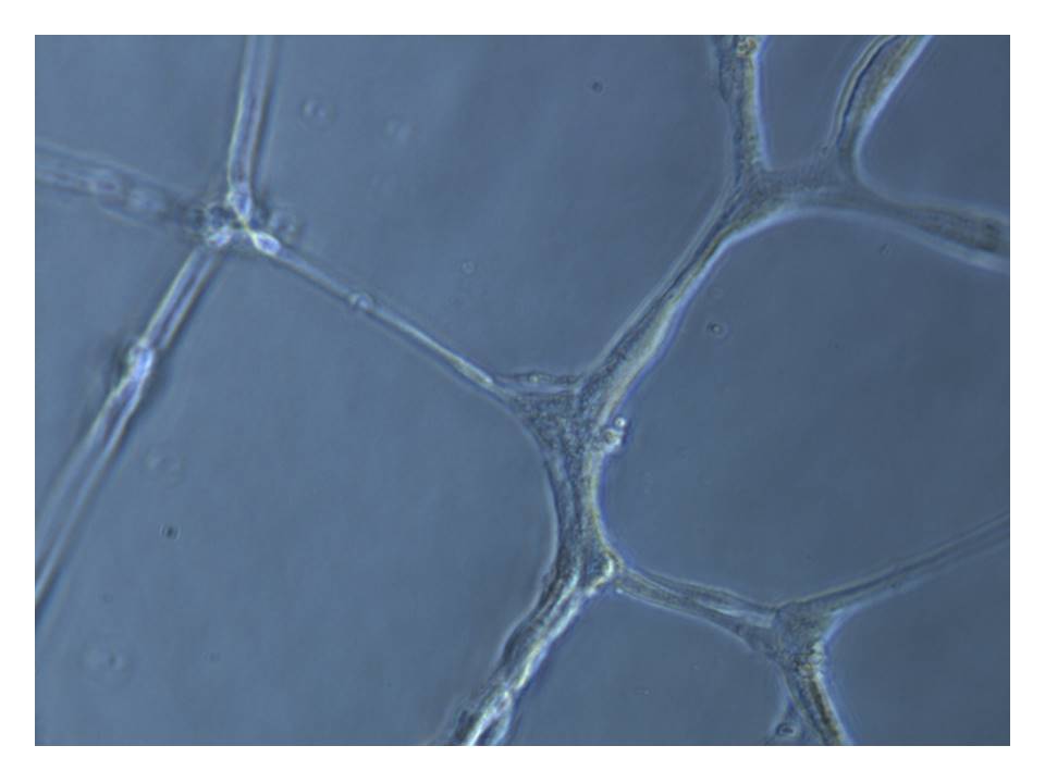 Our Services – Beviglia Cancer Models.com